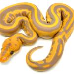 Ball Python Breeders