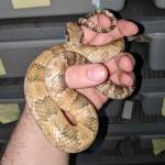 False Water Cobra Breeders