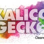 Kalico Gecko