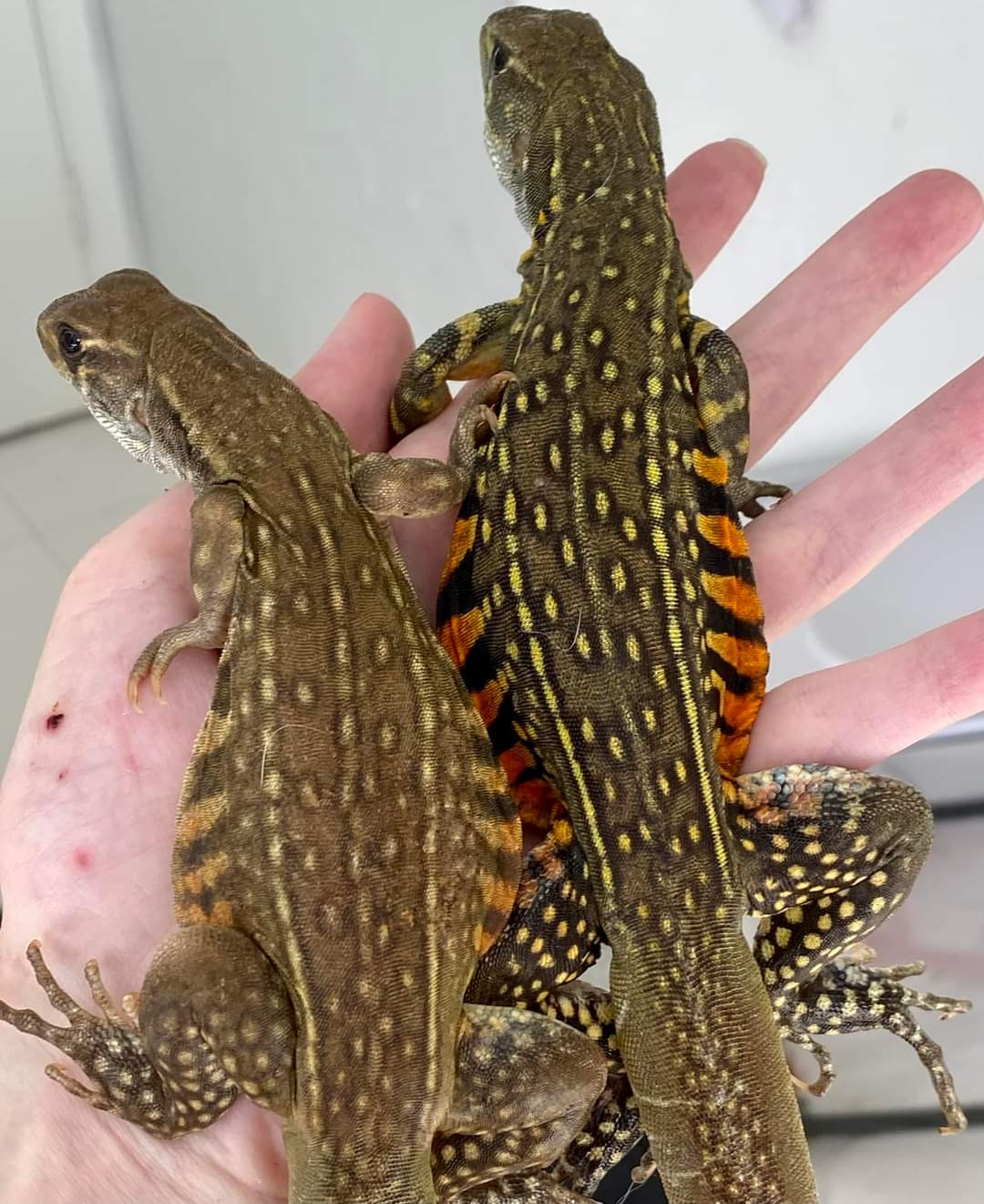 Butterfly Agama Hub (Leiolepis Sp)