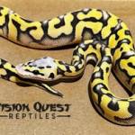 Vision Quest Reptiles