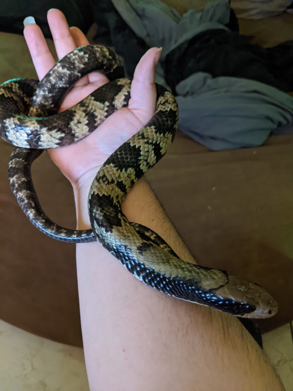 False Water Cobra Breeders