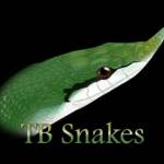 TB Snakes