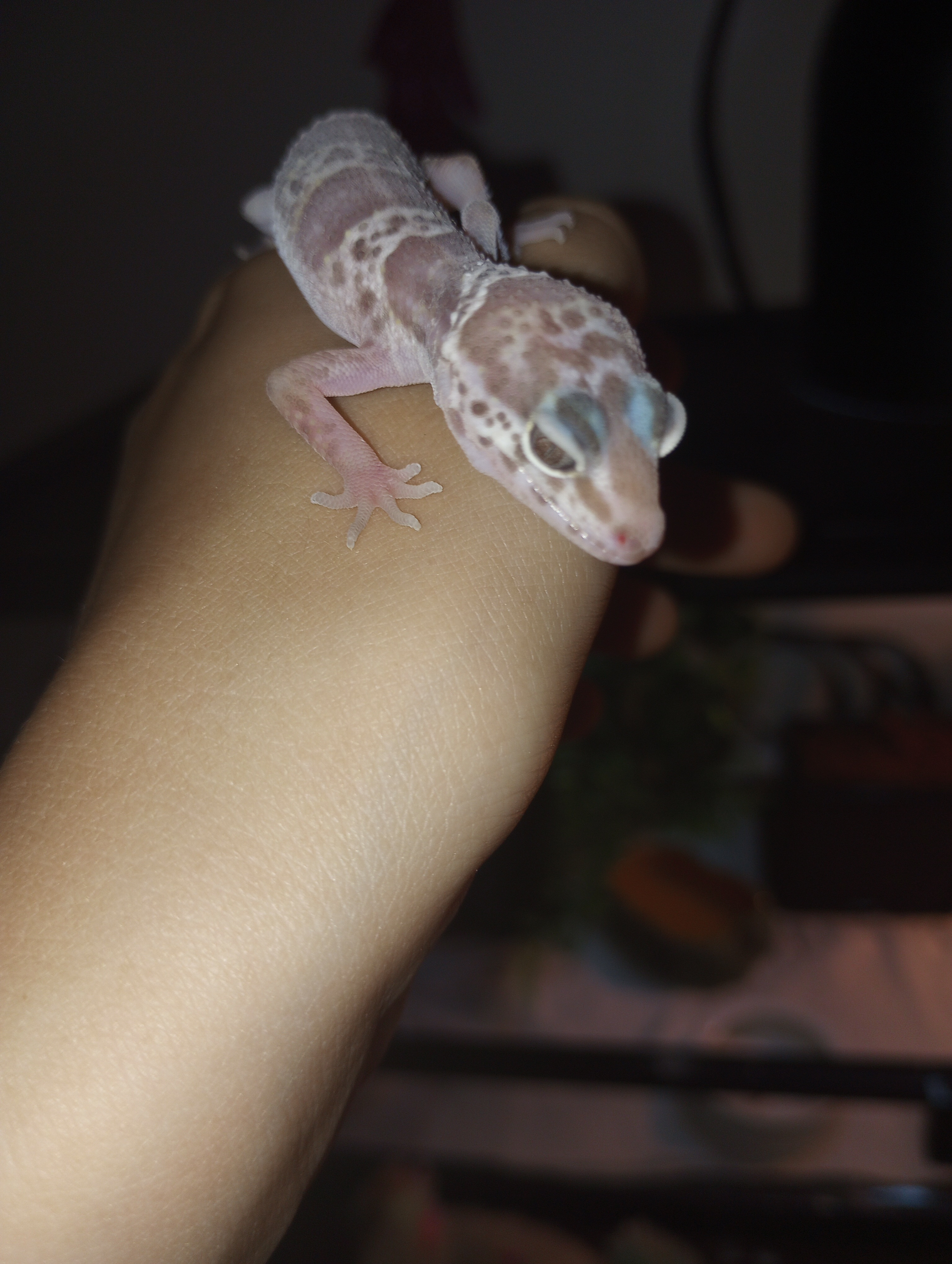 Gecko Gang