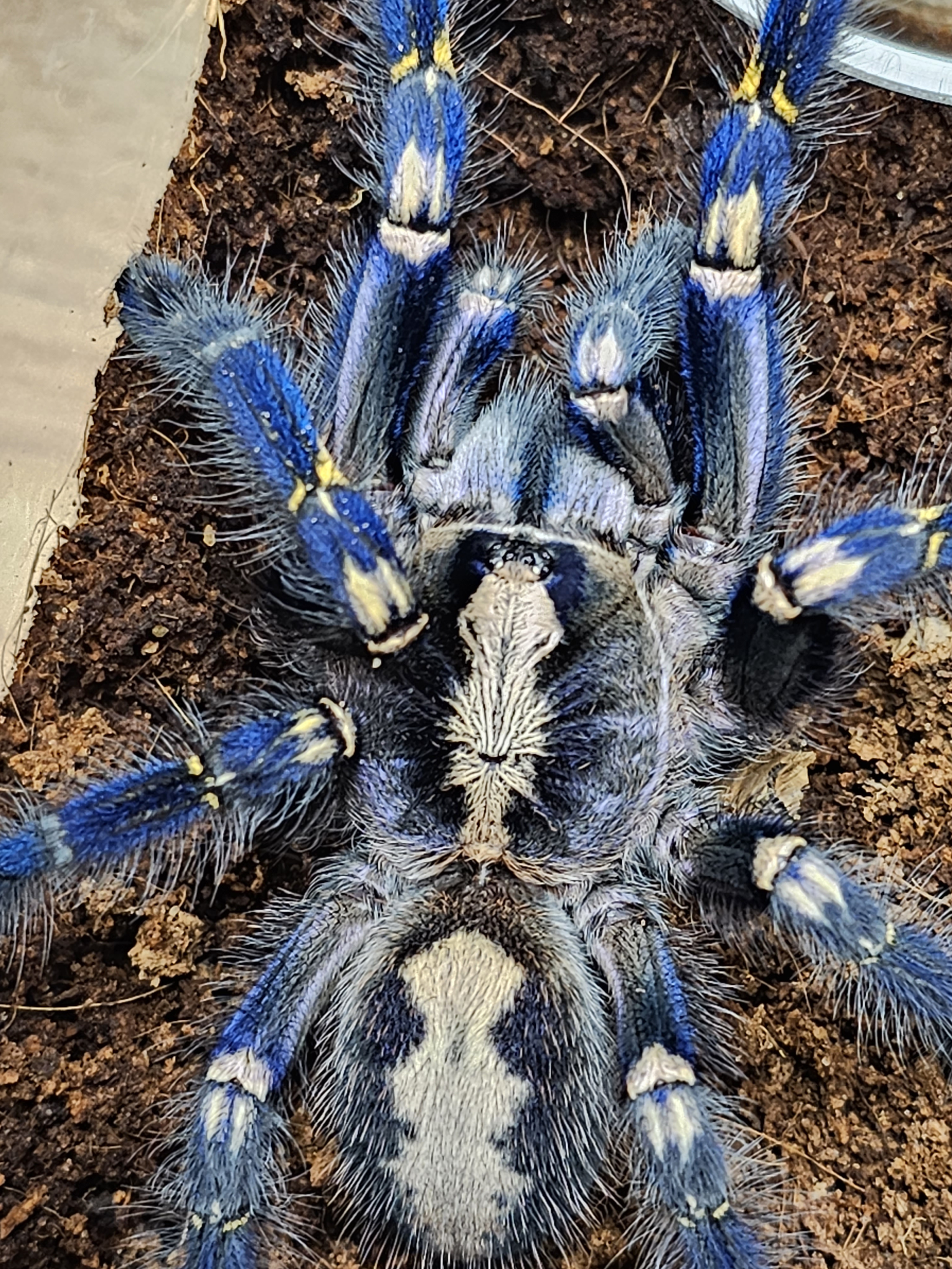 Blue lady 💙 #tarantula #arachnid #spider #inverteb..