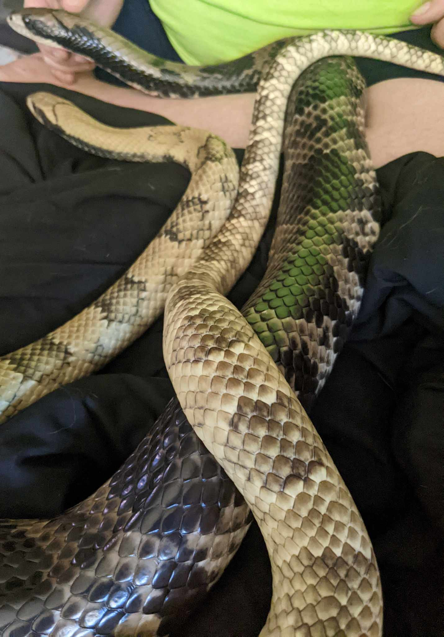 False Water Cobra Breeders