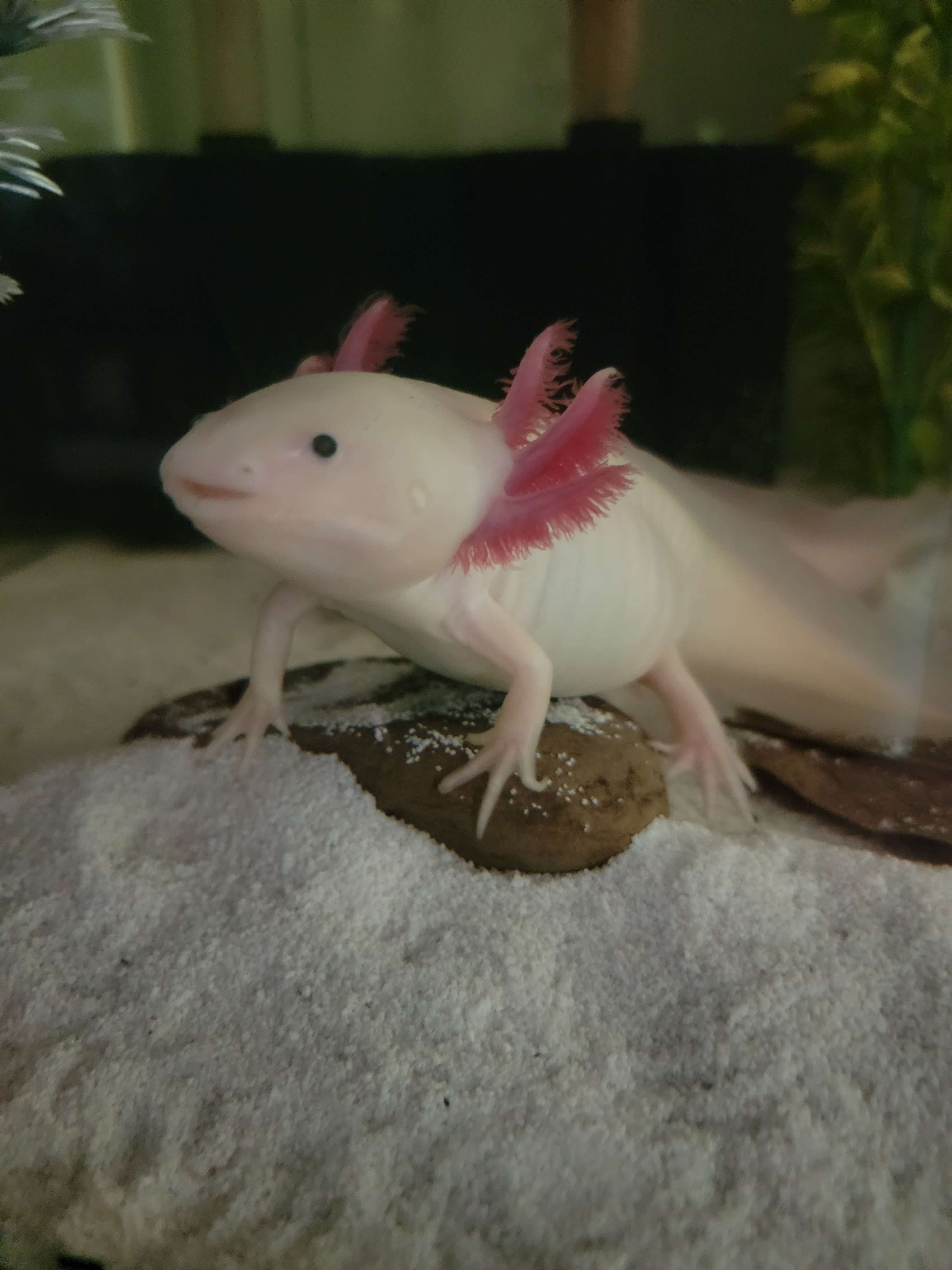 Axolotl Husbandry and Breeding