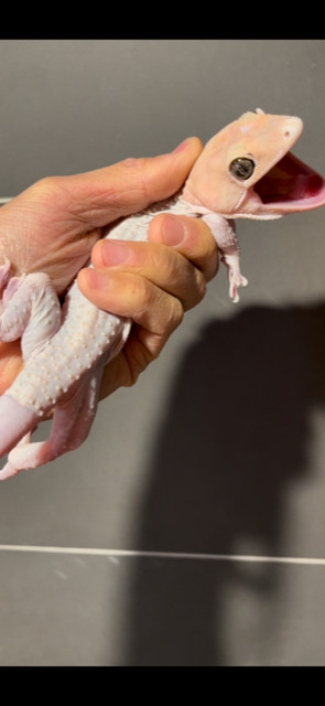 Pied Tokay Gecko #tokaygeckos #gekkogecko #tokay