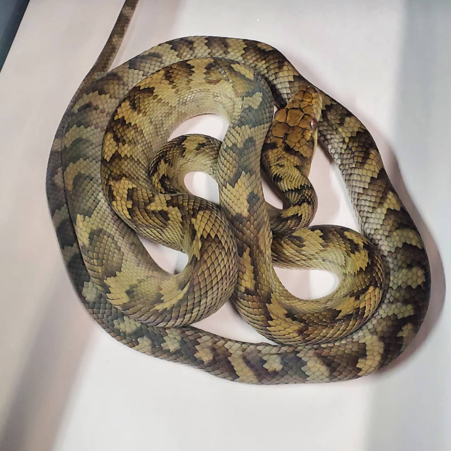 The Captive Status of Scrub Pythons