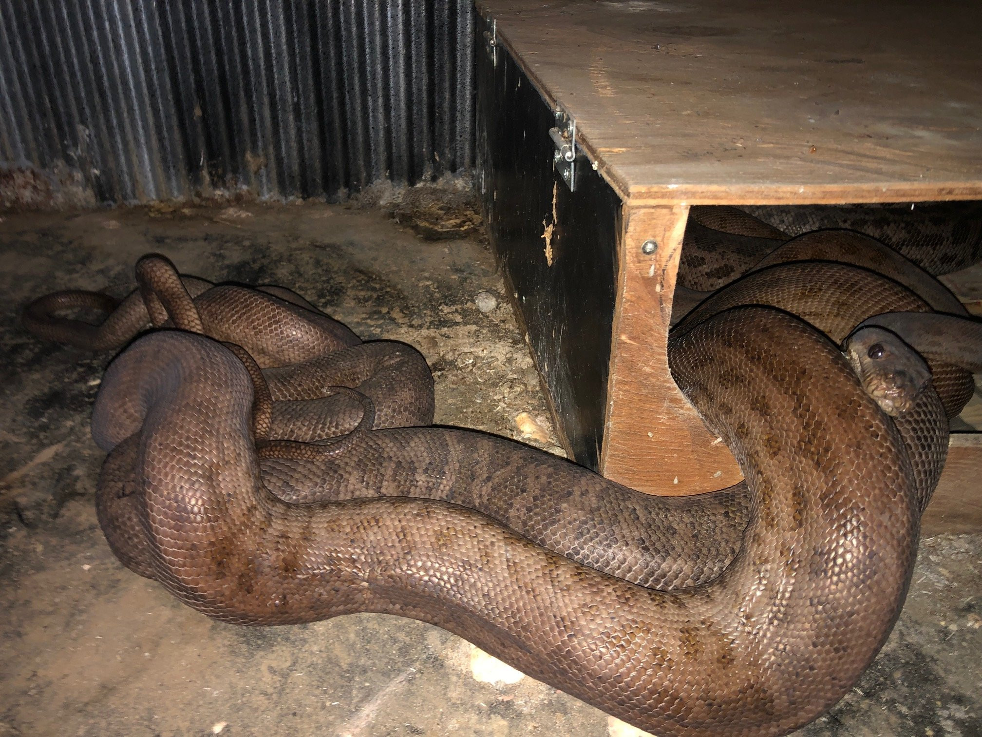 The Captive Status of Scrub Pythons
