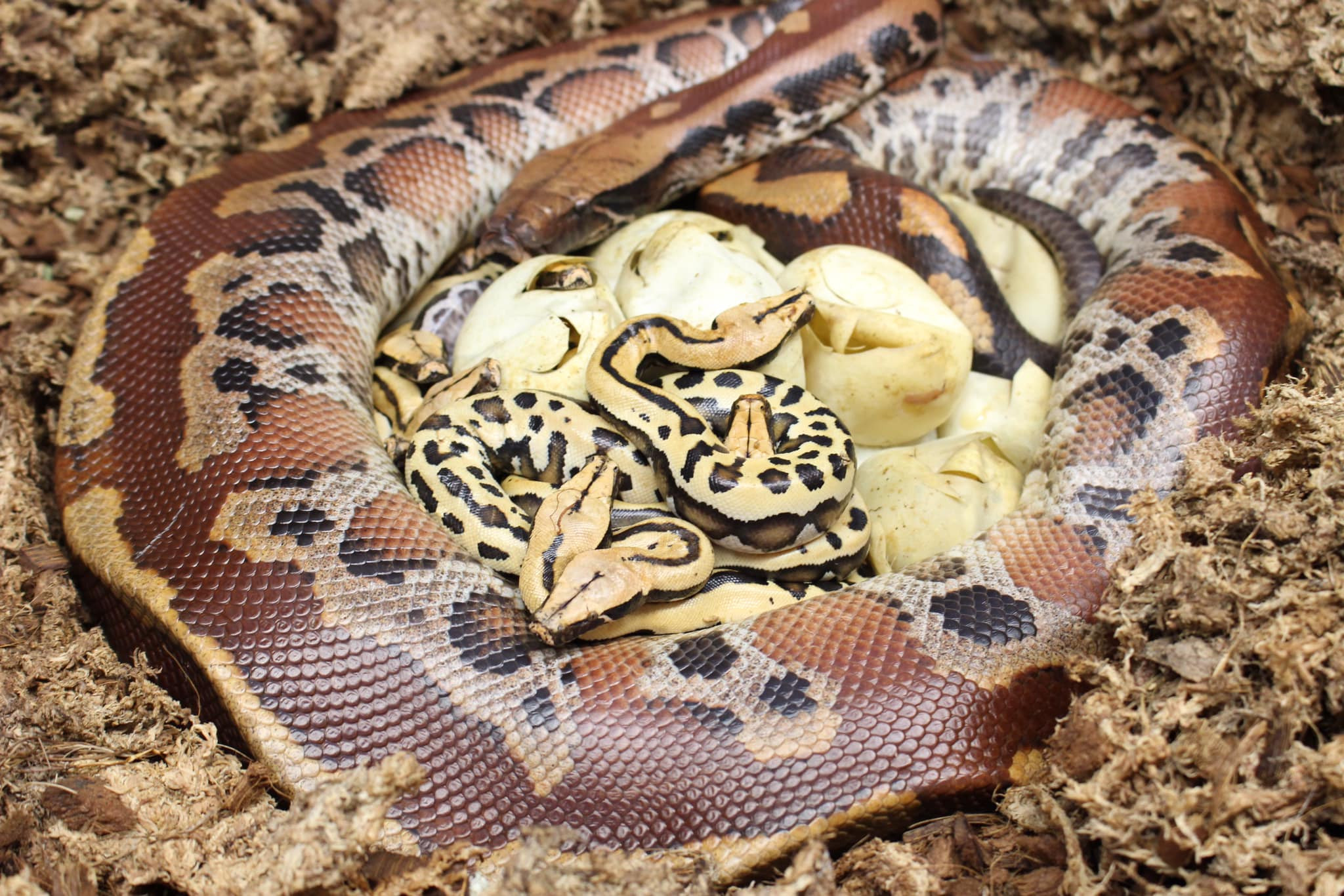 The Captive Status of Afro-Asian Pythons