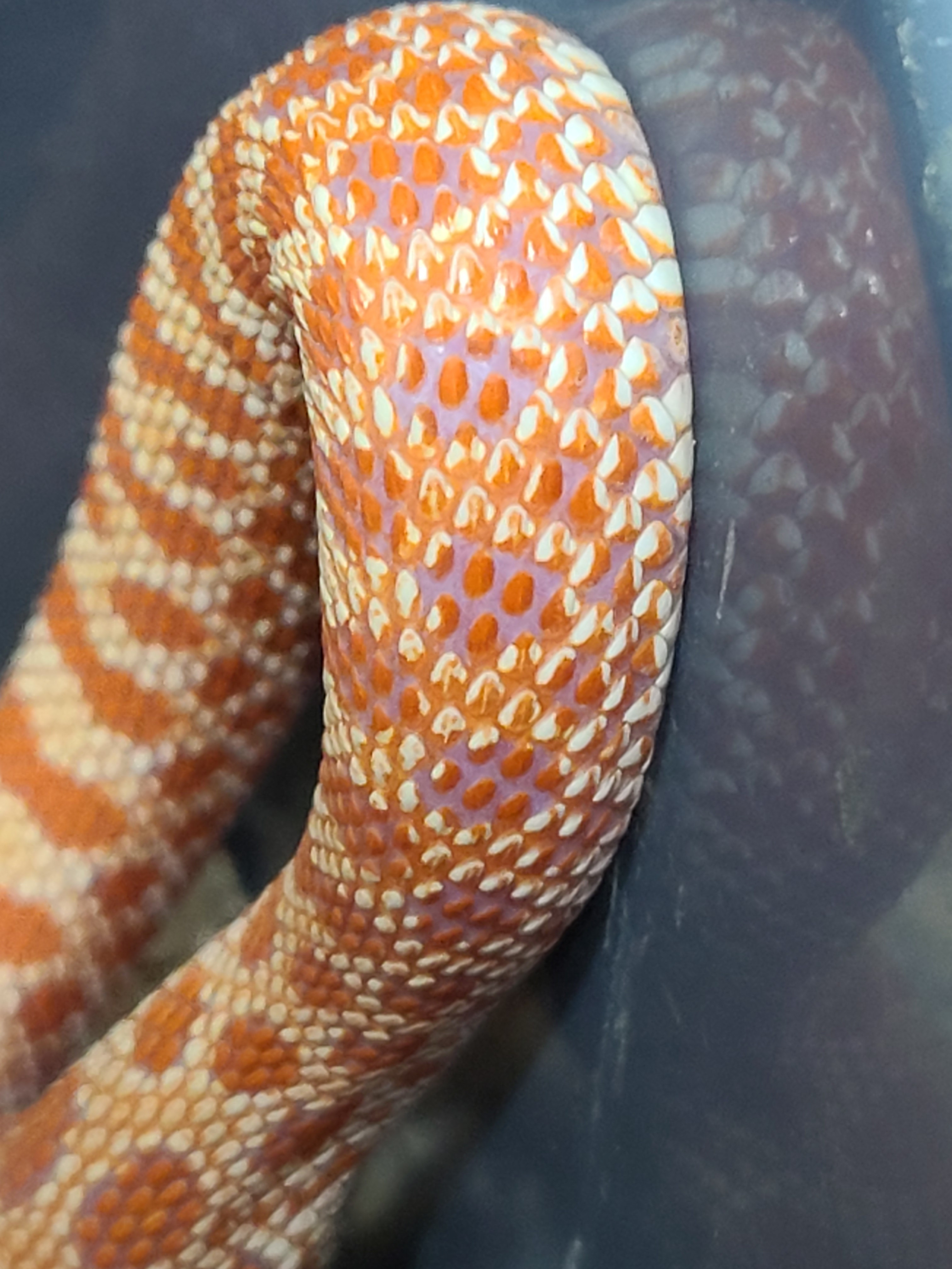 Tammie and Anthony Ogden