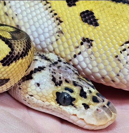 Bill and Natina Pitmon