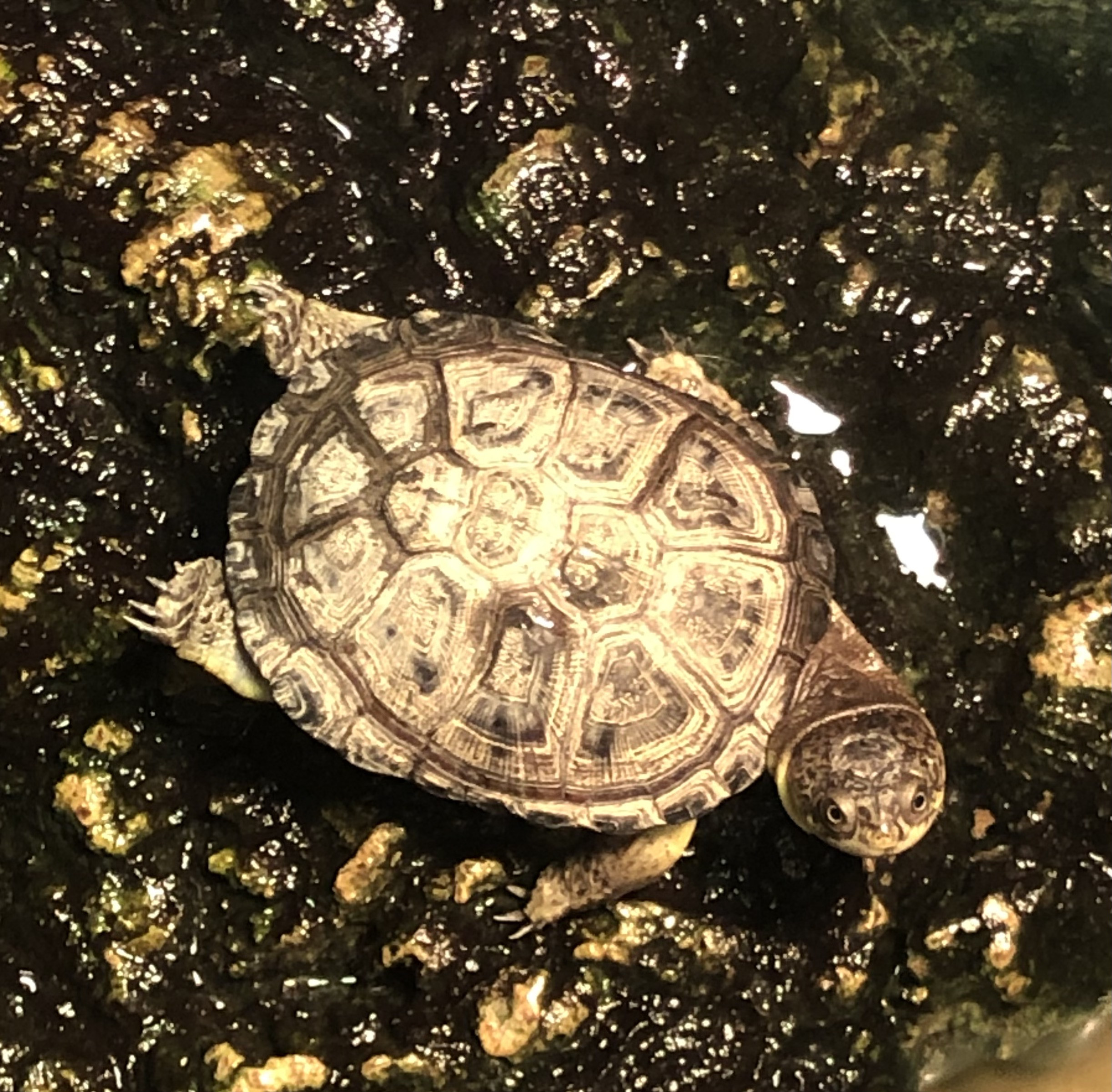 Irwyn the African dwarf mud turtle showing off her..