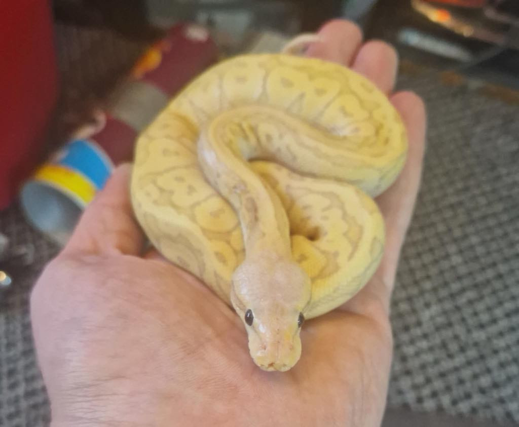 morph_making madness