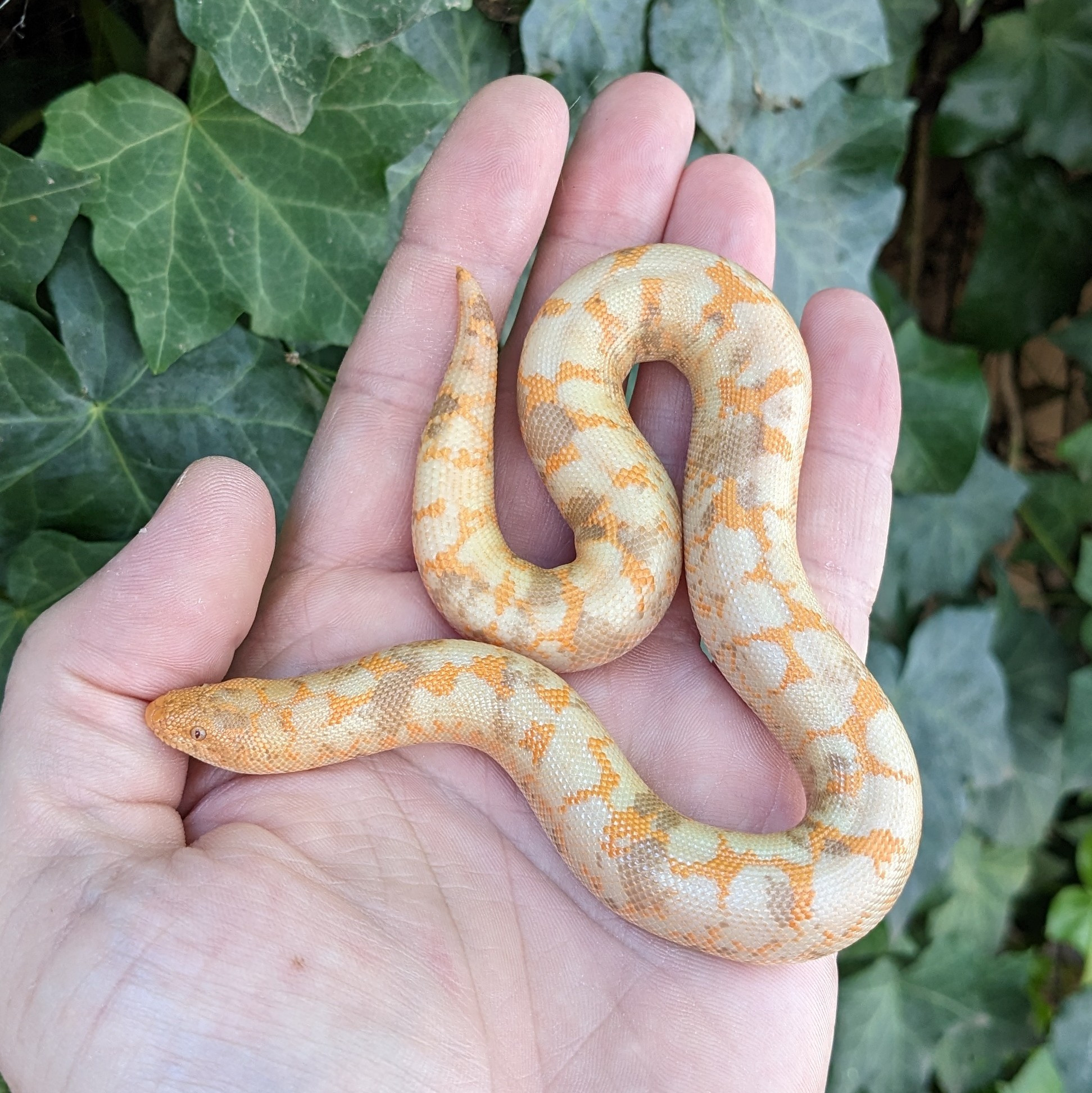 Holdback update photo of my female JPB double albi..