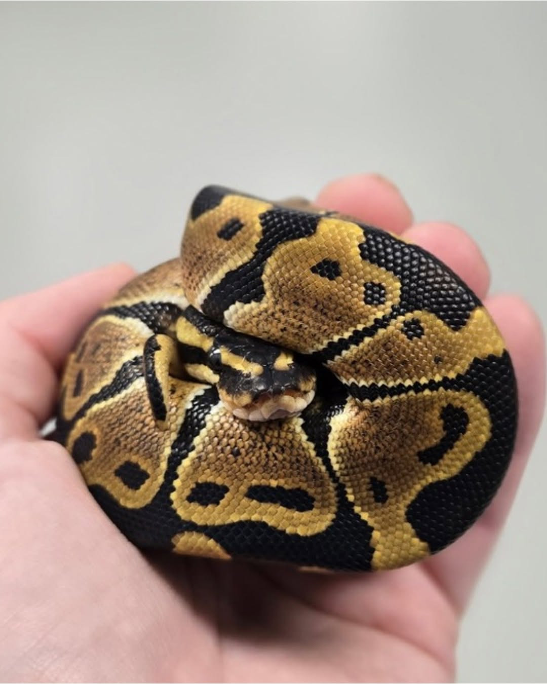 A Python regius named Richard showing off his spec..