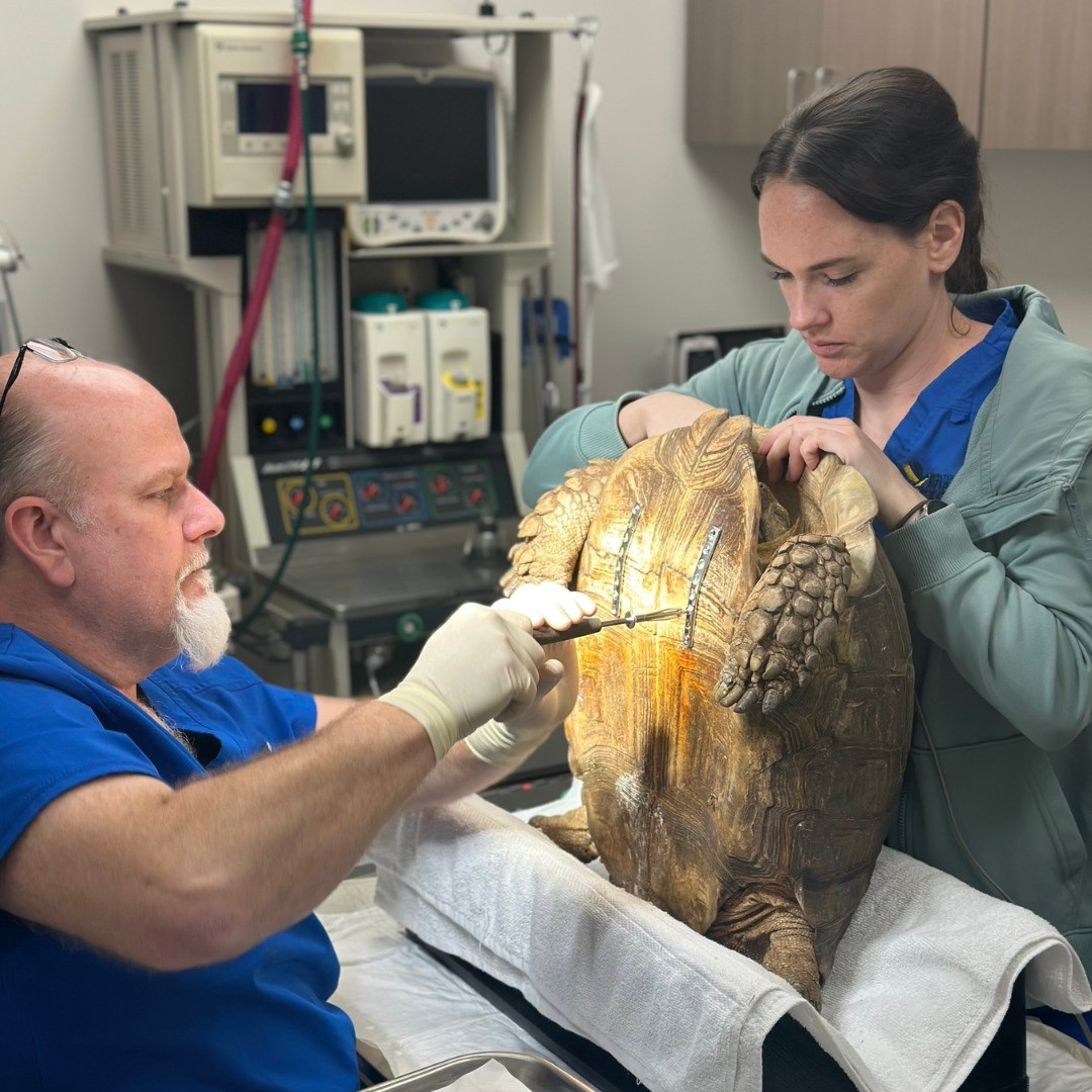 Dr. Coke and Sara working on stabilizing a deep cr..