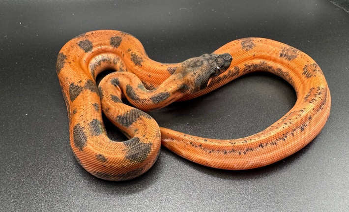 0.1 Hypo Leopard 100% Kahl (Burke Line) Boa Constr..