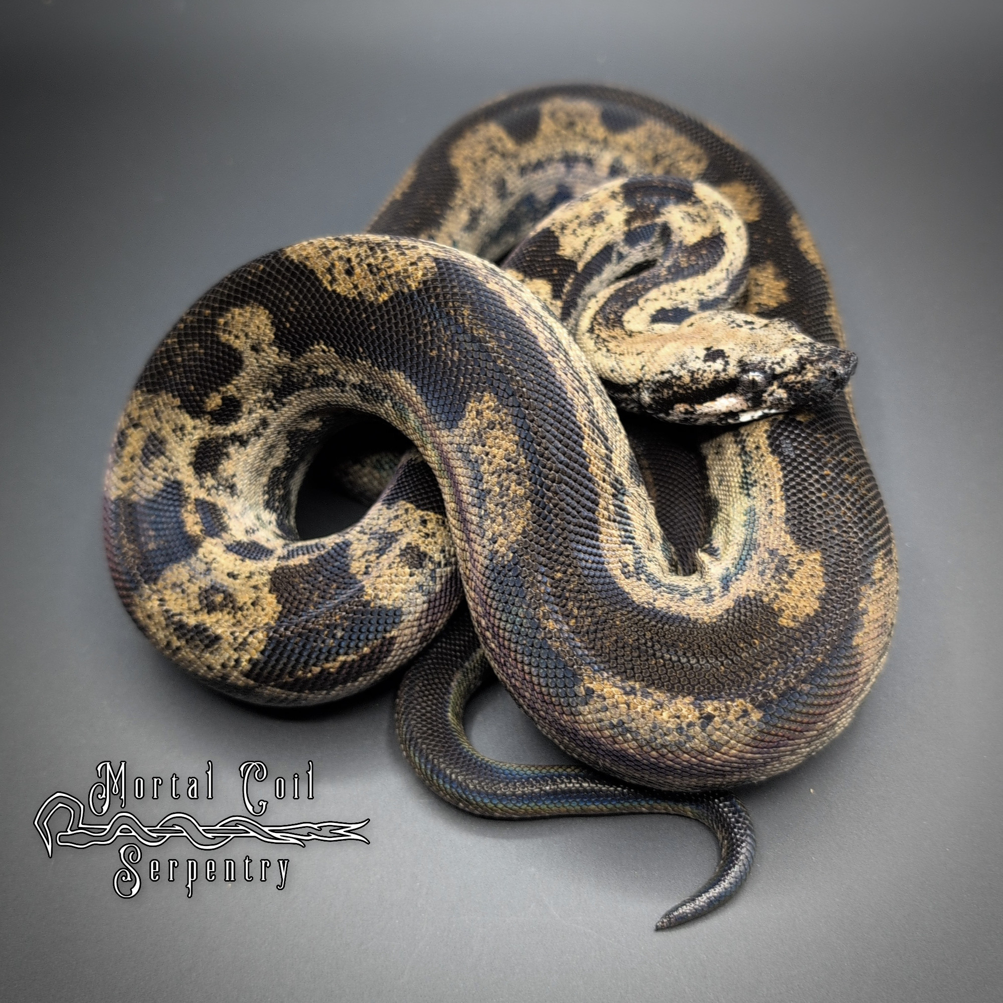 IMG Hypo Motley, Het. Sharp Snow Boa Constrictor f..
