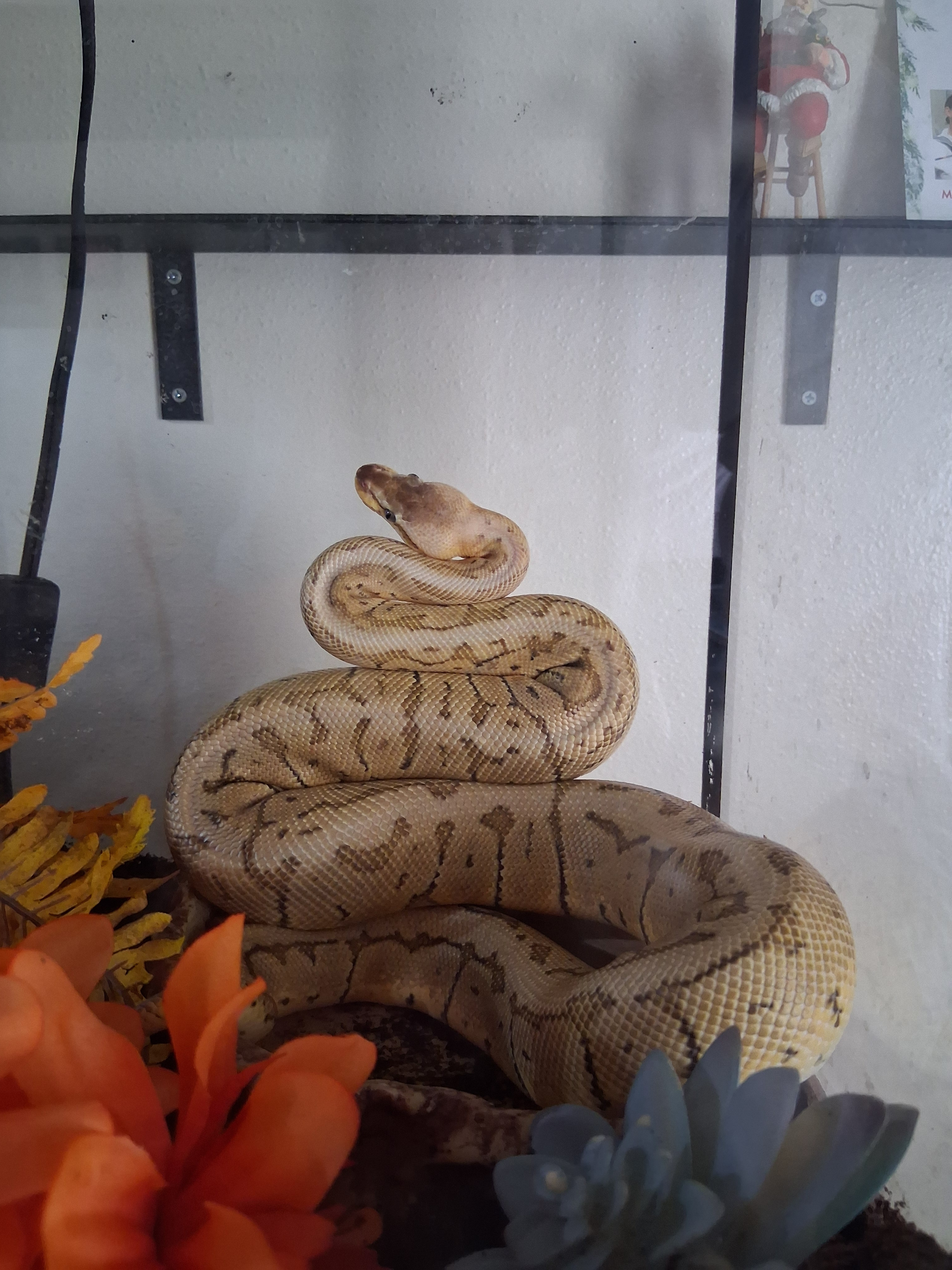 New Male Lemon Blast Kingpin. Hes bad ass! (Dont m..